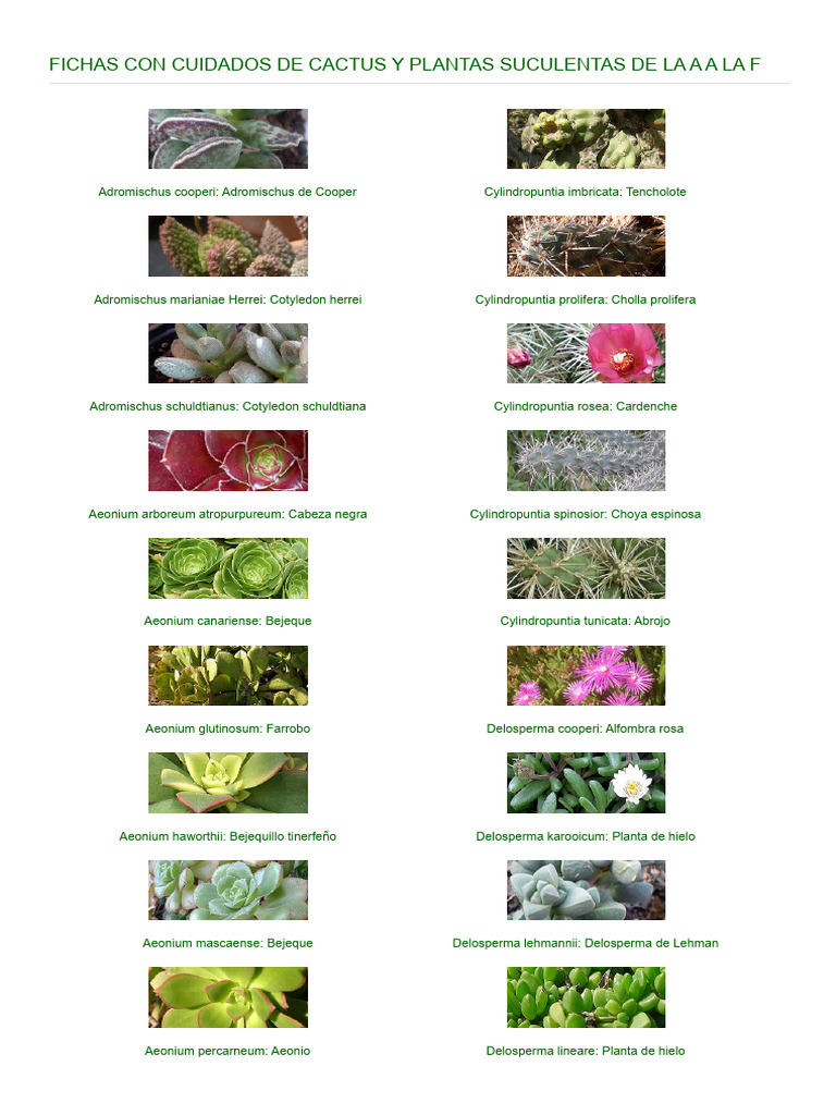 Fichas de Cactus, Plantas Crasas y Plantas Suculentas A-F | PDF | Plantas