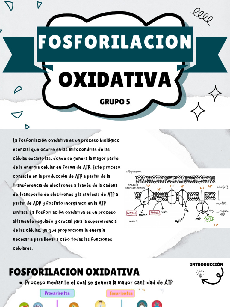 Fosforilación Oxidativa | PDF | Trifosfato de adenosina | Cadena de transporte de electrones