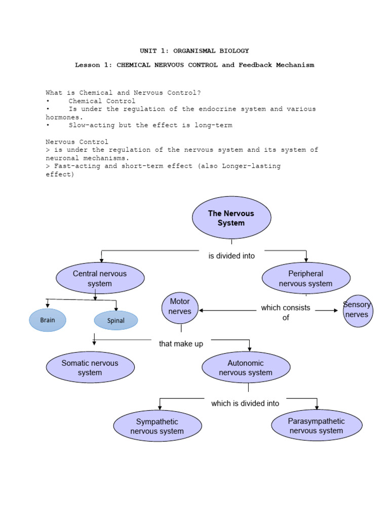 U1L1 CNS and Feedback Mechanism | PDF | Nervous System | Neuron