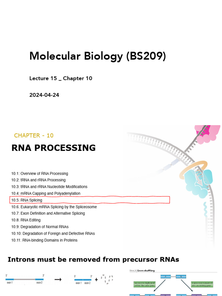 BS209 - Chp10-2 RNA Processing - MP2024 | PDF | Rna Splicing | Intron