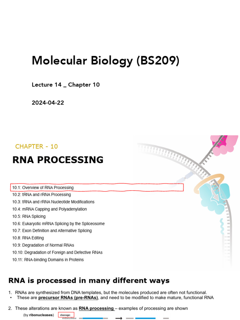 BS209 - Chp10-1 RNA Processing - MP2024 | PDF | Rna | Messenger Rna