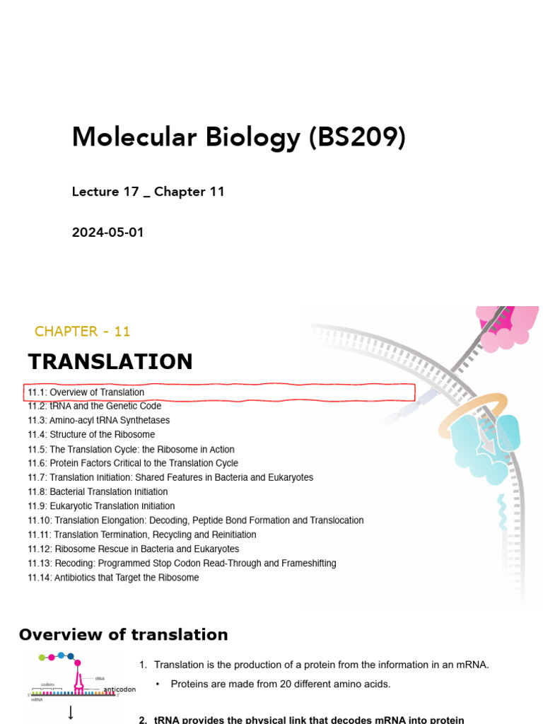 BS209 Chp11-1 Translation MP2024 | PDF | Translation (Biology) | Ribosome