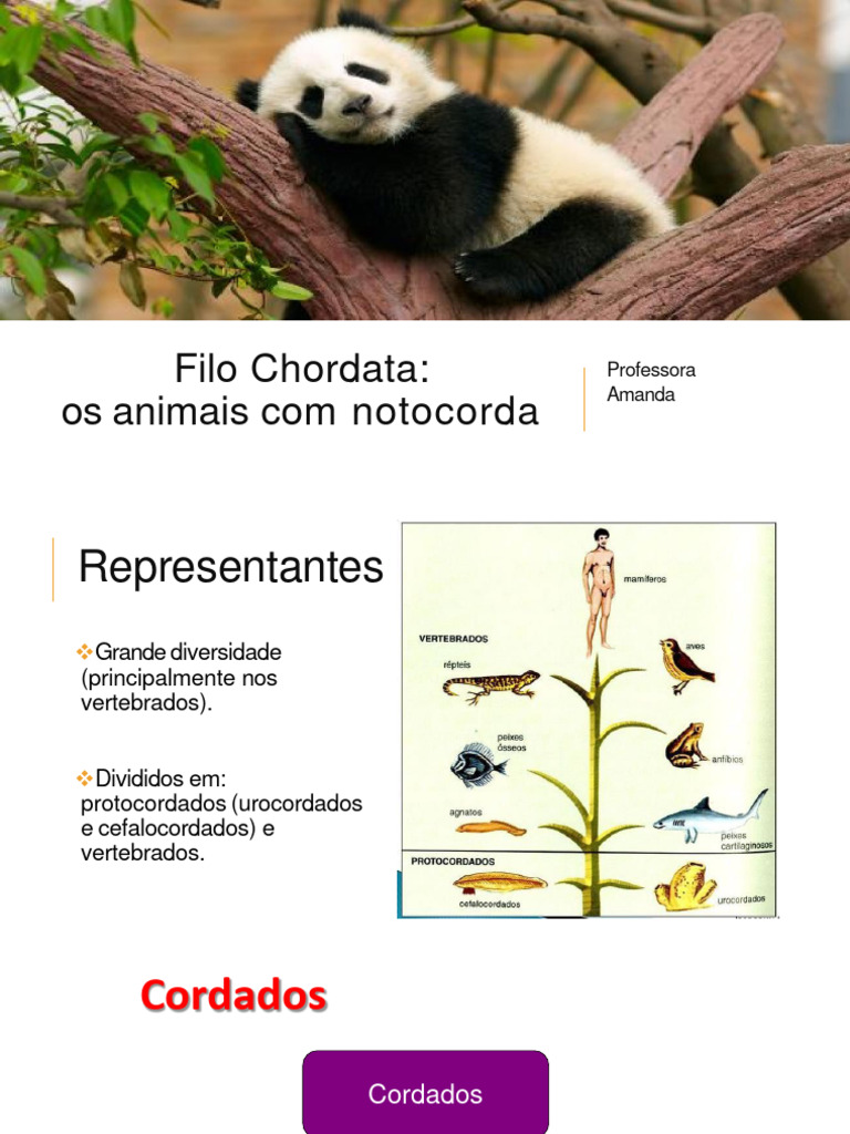 2021 06 05T22 58 41 325764 Reino - Animalia - Filo - Chordata | PDF ...