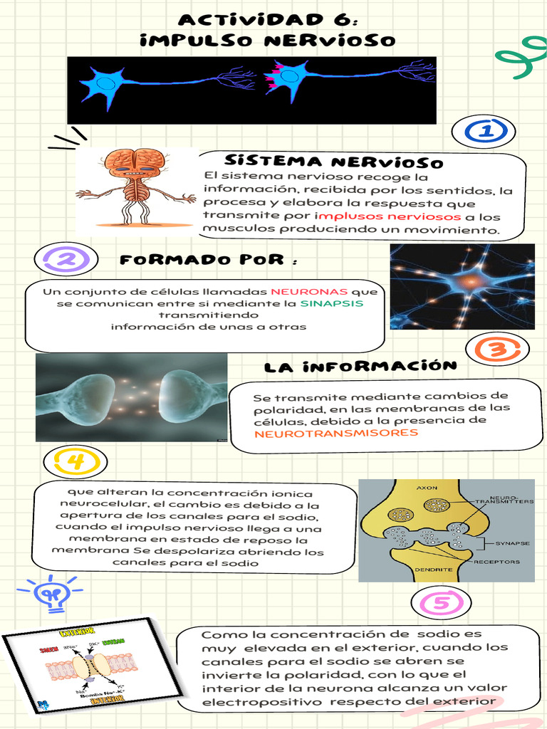 Infografía Impulso Nervioso | PDF | Potencial de acción | Sistema nervioso