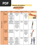 Músculos de la Mano y Funciones | PDF | Mano | Sistema musculoesquelético