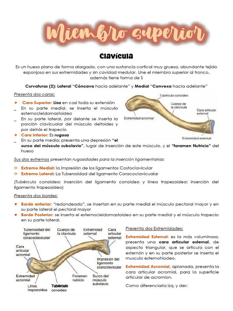 Anatomia Cintura Escapular Color | PDF | Sistema musculoesquelético ...