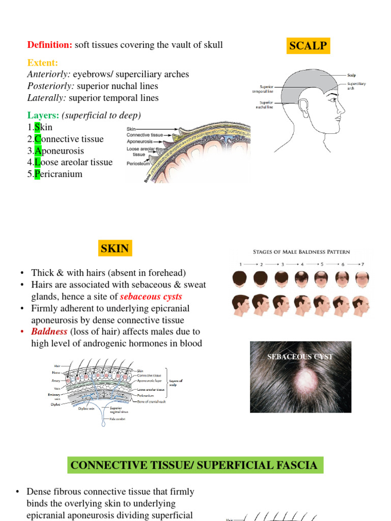 Scalp & Temple | PDF | Vein | Angiology