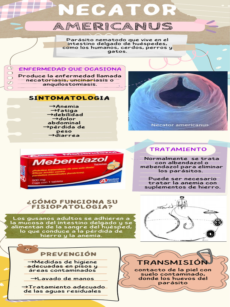 Necatoriasis: Causas y Tratamiento | PDF | Microbiología | Medicina CLINICA