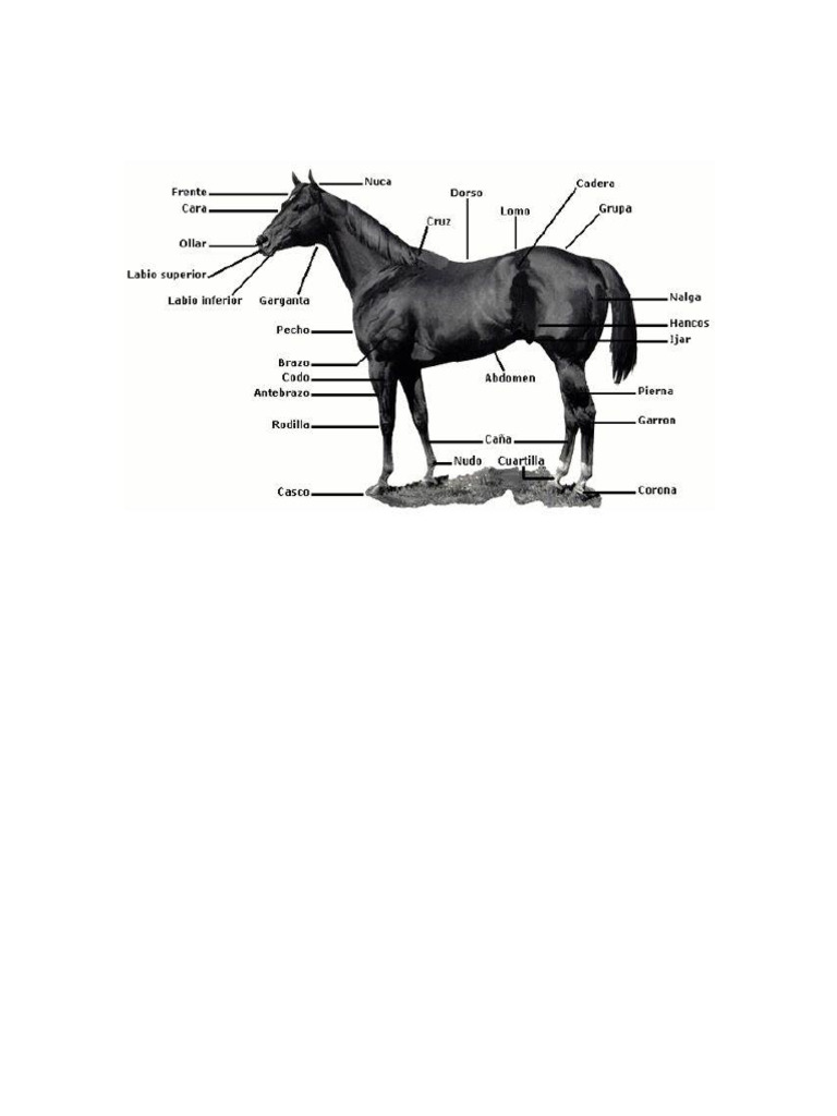 Partes Del Cuerpo Caballo | PDF