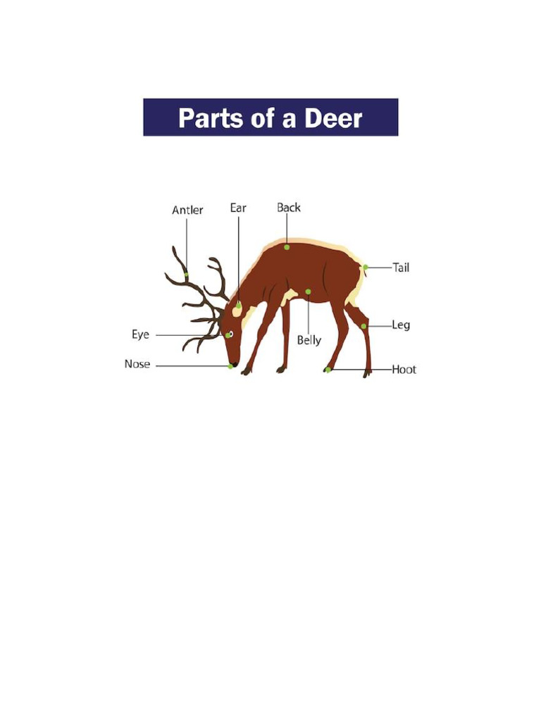 Partes Del Cuerpo Venado | PDF
