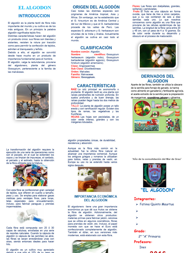 TRIPTICO el algodon | PDF | Algodón | Plantas