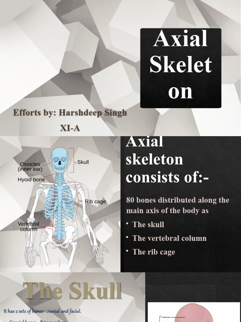 Axial Skeleton | PDF