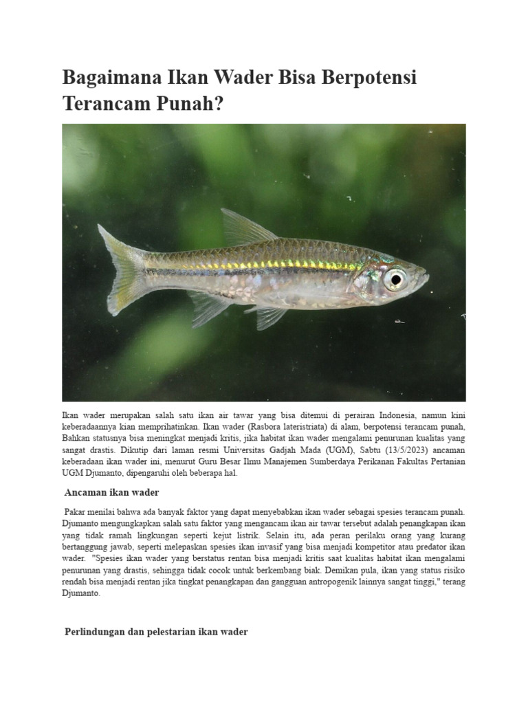 Ancaman dan Pelestarian Ikan Wader | PDF | Sains & Matematika ...