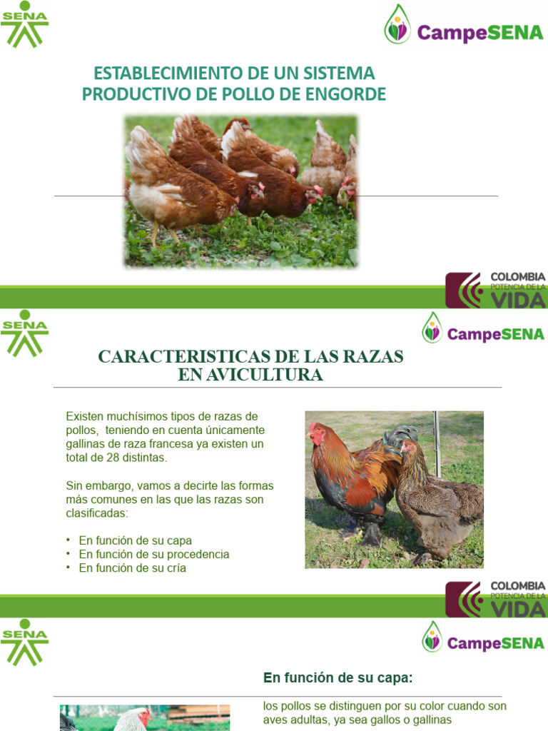 Vi Razas de Pollos | PDF | Pollo | Carne