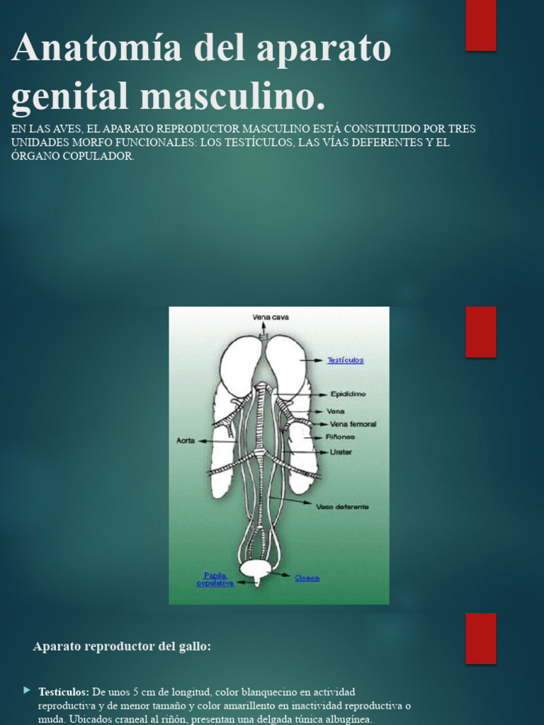 Anatomía del aparato genital masculino | PDF