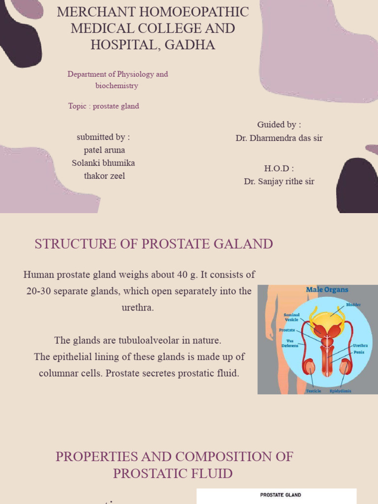 Prostate Gland Physiology | PDF | Prostate | Urology