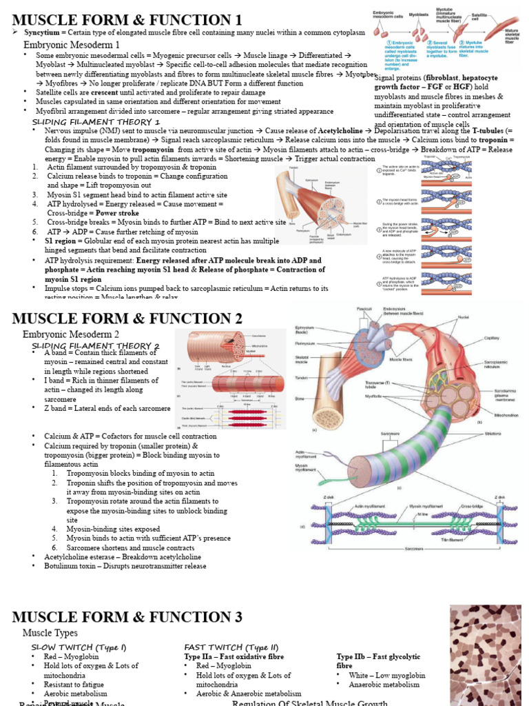 Skeletal Muscle | PDF | Skeletal Muscle | Muscle