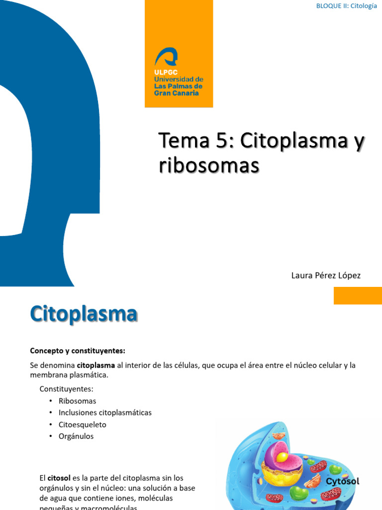 t5. El Citoplasma y Los Ribosomas | PDF | Traducción (biología) | Ribosoma