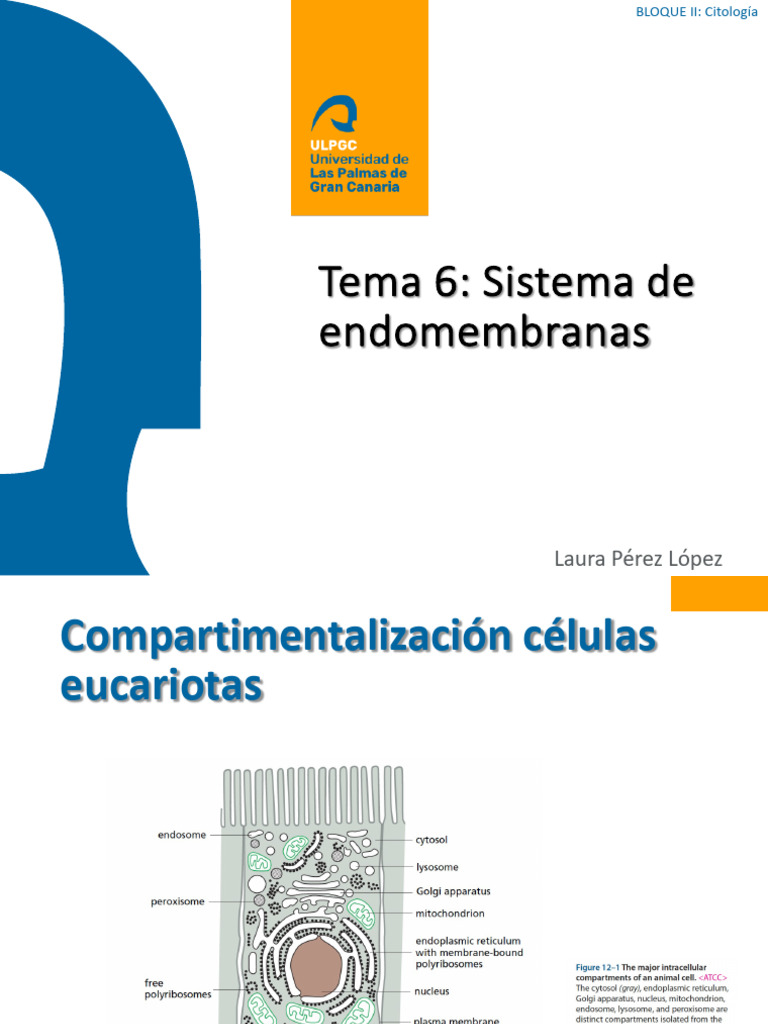 t6. Sistema de endomembranas | PDF | Retículo endoplásmico | Biofísica