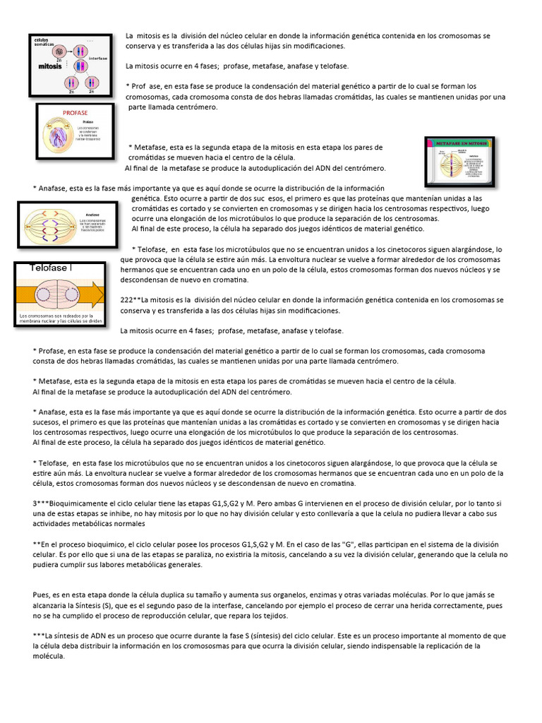 La Mitosis Es La | PDF | Mitosis | Cromosoma
