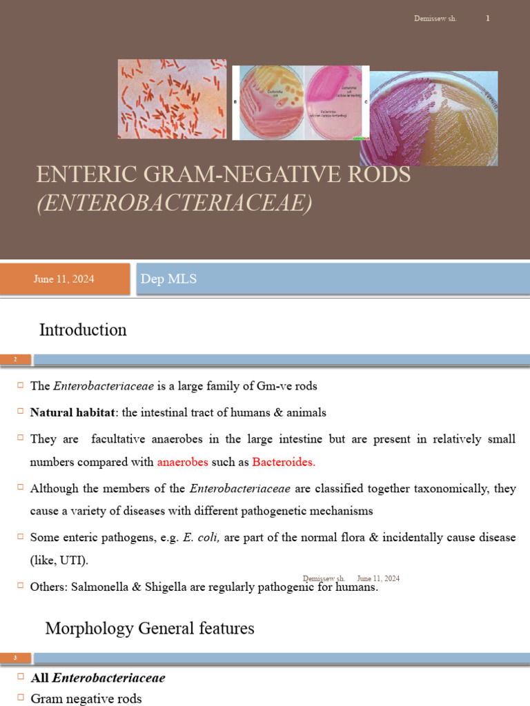 Enteric Gram-Negative Rods - PPTX Ho | PDF | Salmonella | Escherichia Coli