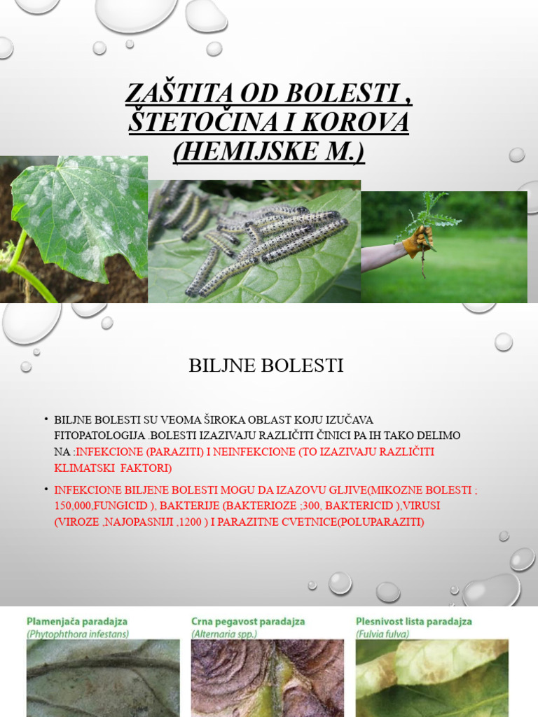 Prezentacija | PDF