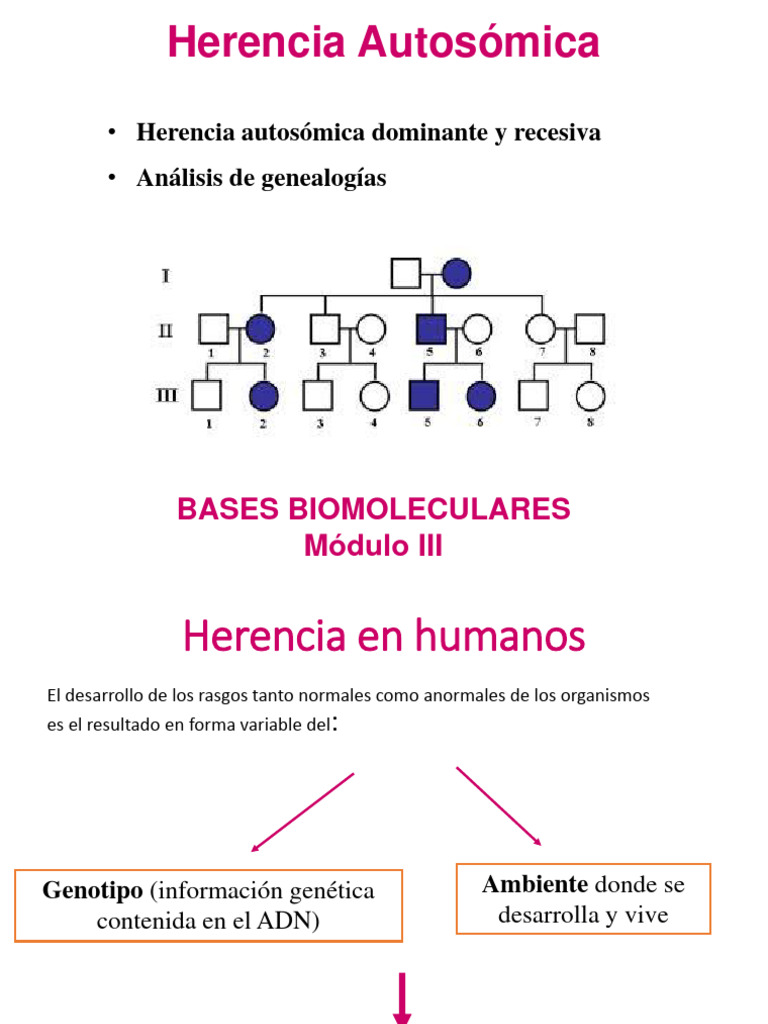 Clase 23a - Herencia Autosómica | PDF | Dominancia (Genética) | Alelo