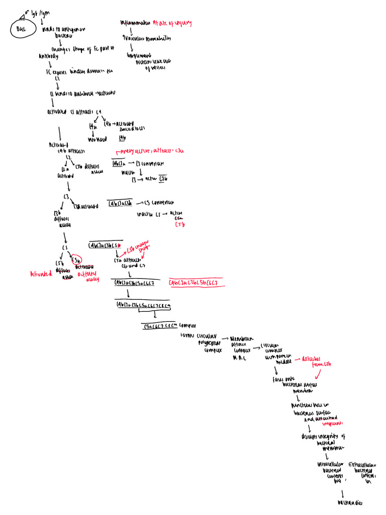 Complement System | PDF | Complement System | Cell Biology Complement System | PDF | Complement System | Cell Biology