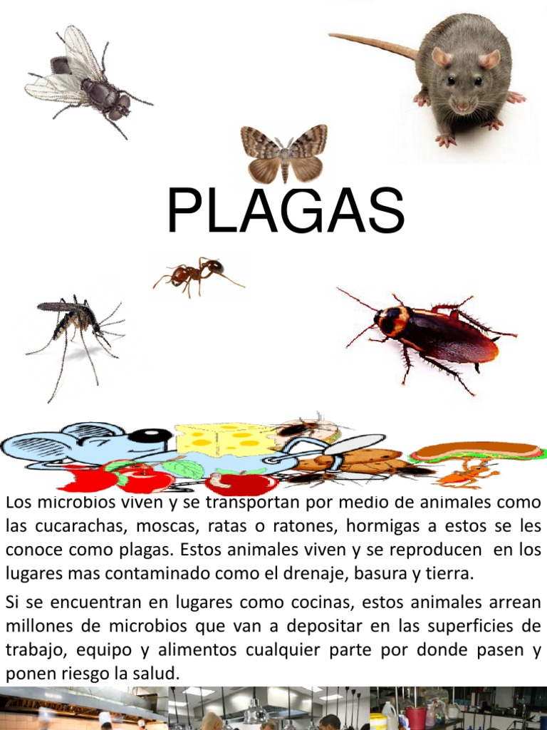 Prevención y riesgos de plagas domésticas | PDF