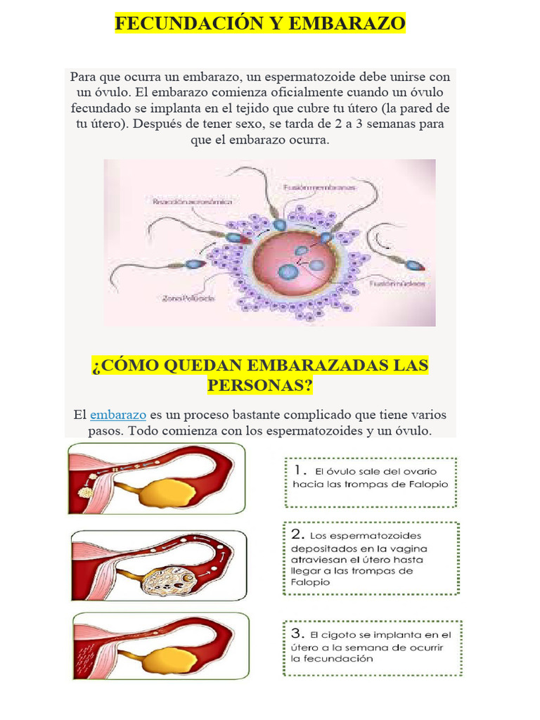 Fecundación y Embarazo 2da Parte | PDF | El embarazo | Ciclo menstrual