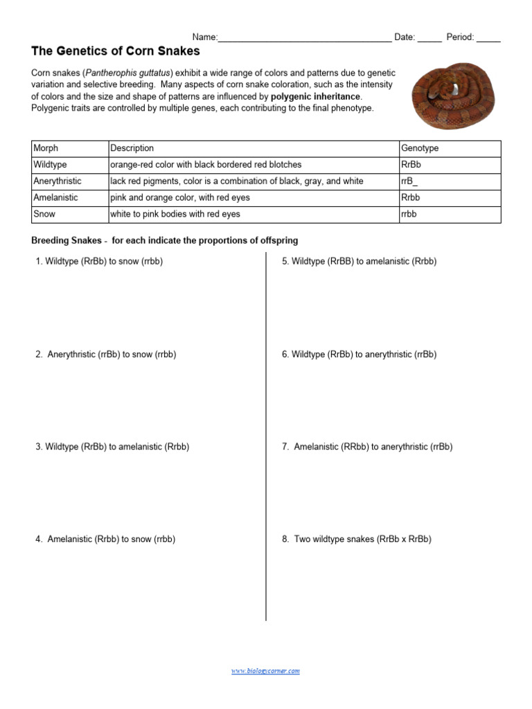 The Genetics of Corn Snakes | PDF | Dominance (Genetics) | Genotype