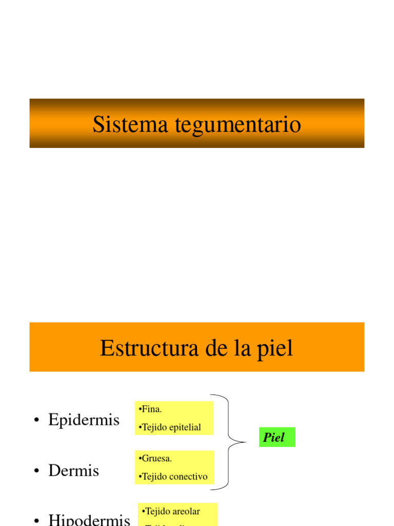 Power Sistema Tegumentario | PDF | Piel | Epidermis