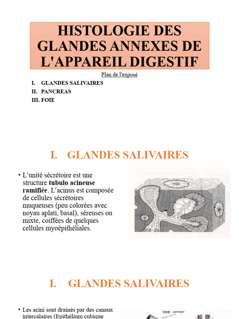 Histologie des glandes annexes digestives | PDF | Foie | Pancréas