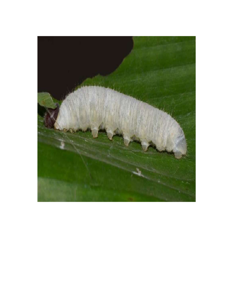 Ulat Pisang | PDF
