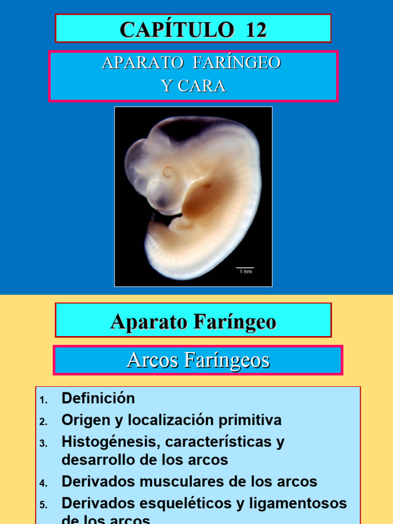 Desarrollo del Aparato Faríngeo y Cara | PDF | Tiroides | Lengua