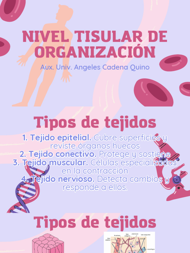 2. Nivel Tisular de Organización | Descargar gratis PDF | Epitelio ...