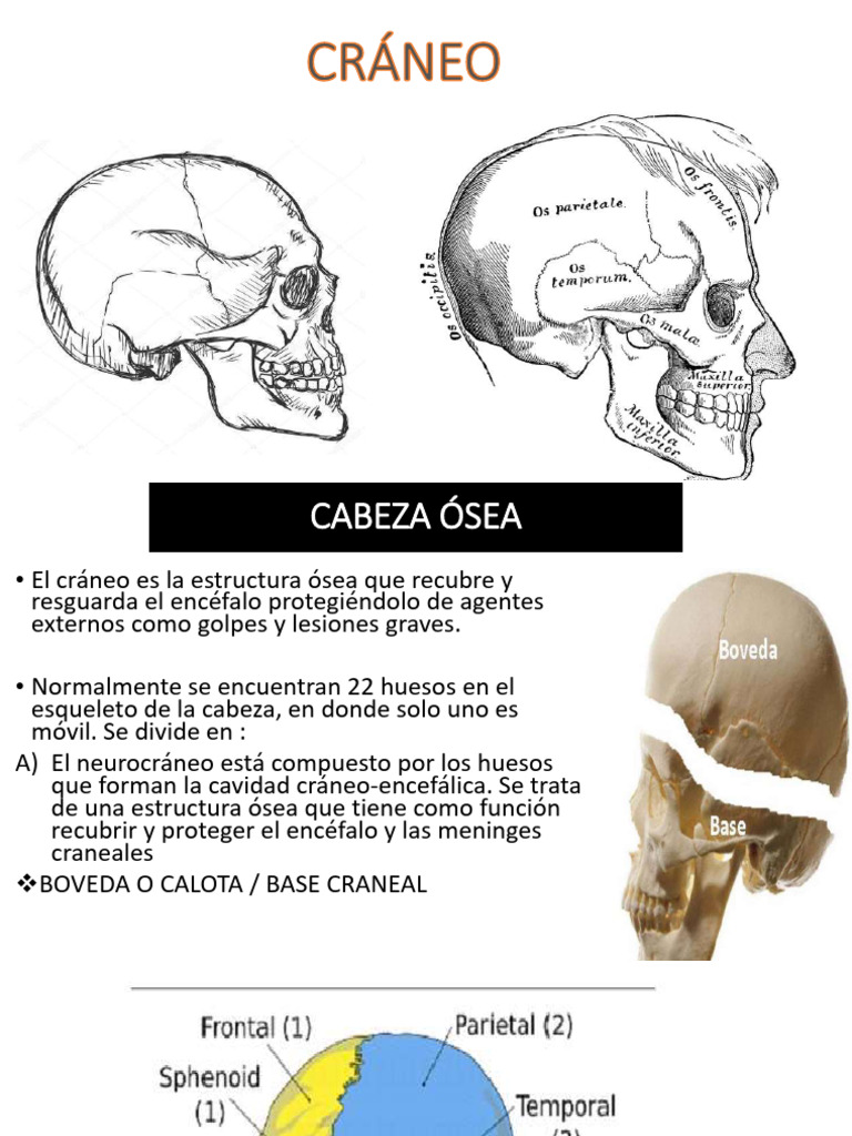 CABEZA ÓSEA Completo | Descargar gratis PDF | Cráneo | Anatomía