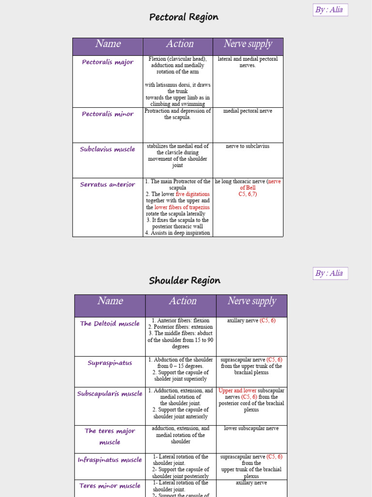 Upper Limb Muscles' Summary Without O-I | PDF | Thumb | Anatomical ...