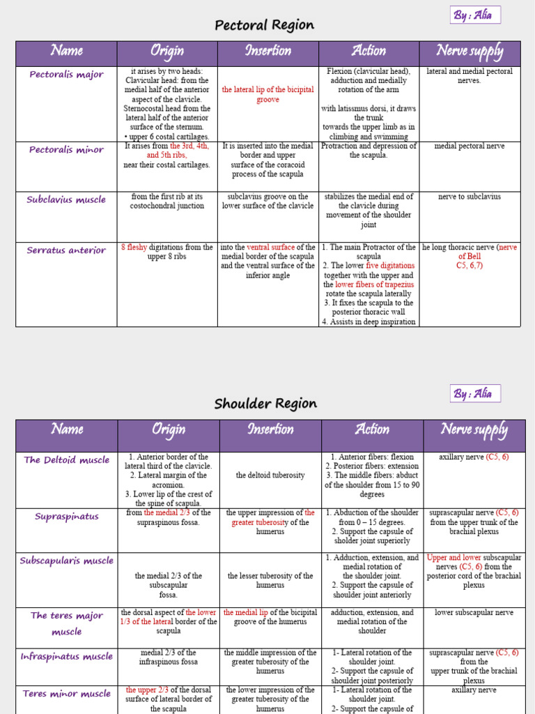 Upper Limb Muscles' Summary | PDF | Thumb | Anatomical Terms Of Motion