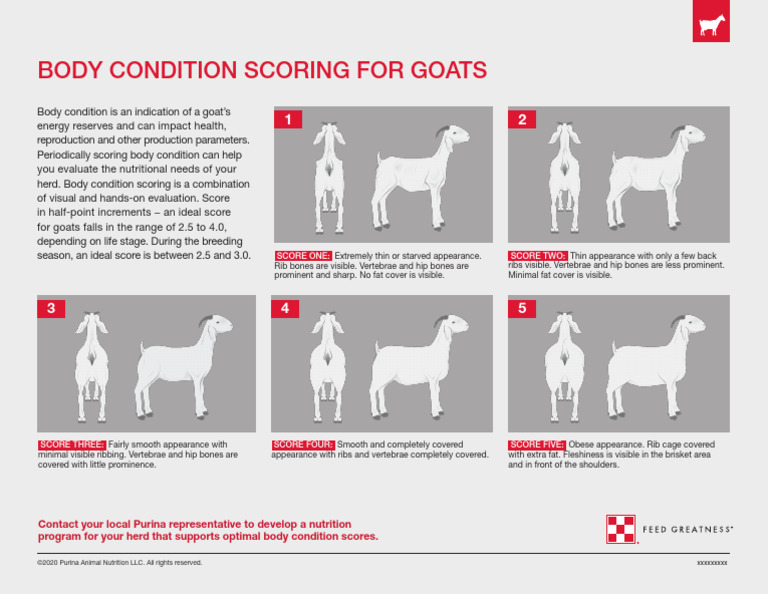 Goat BCS | PDF
