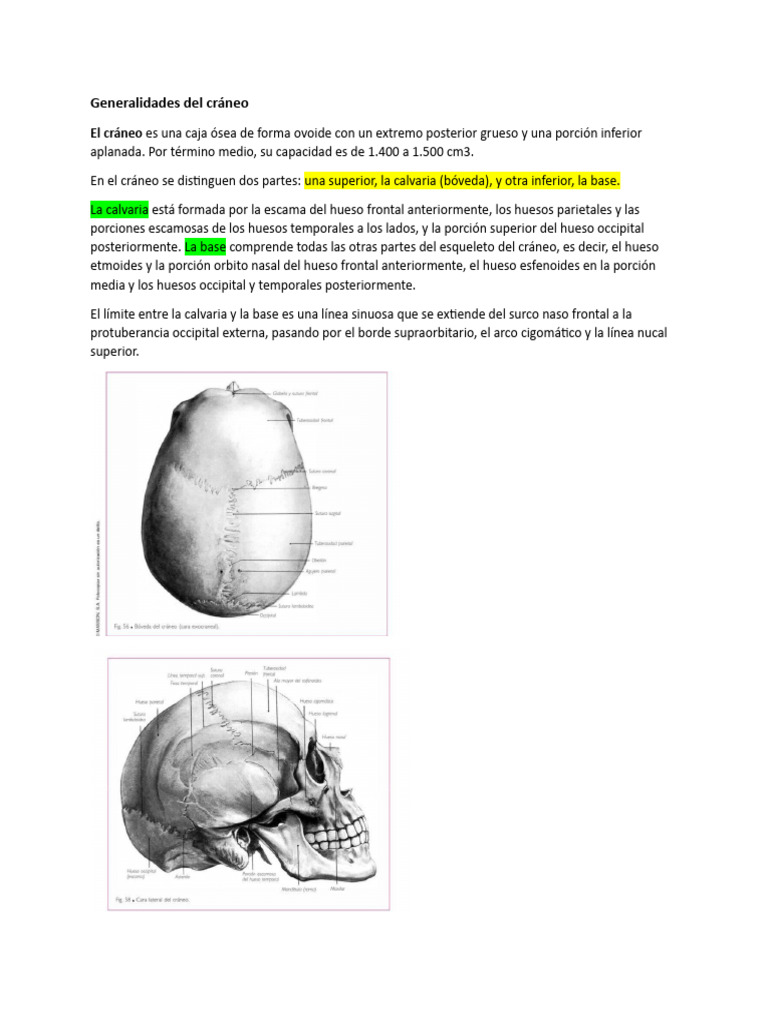 Generalidades Del Cráneo Pdf Cráneo Anatomía