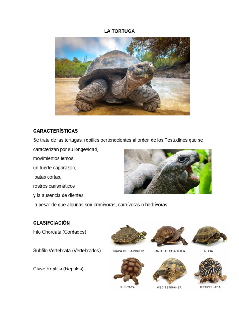 La Tortuga | Descargar gratis PDF | Tortuga | Tortuga marina