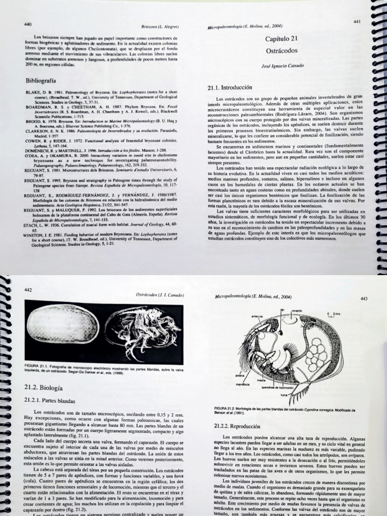 Ostracod Os | PDF | Zoología