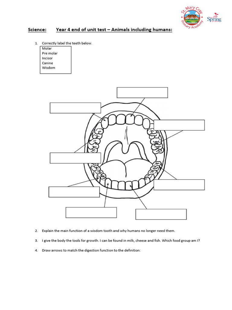 Year 4 Science Animals Including Humans Quiz 19.05.20.201343472 | PDF