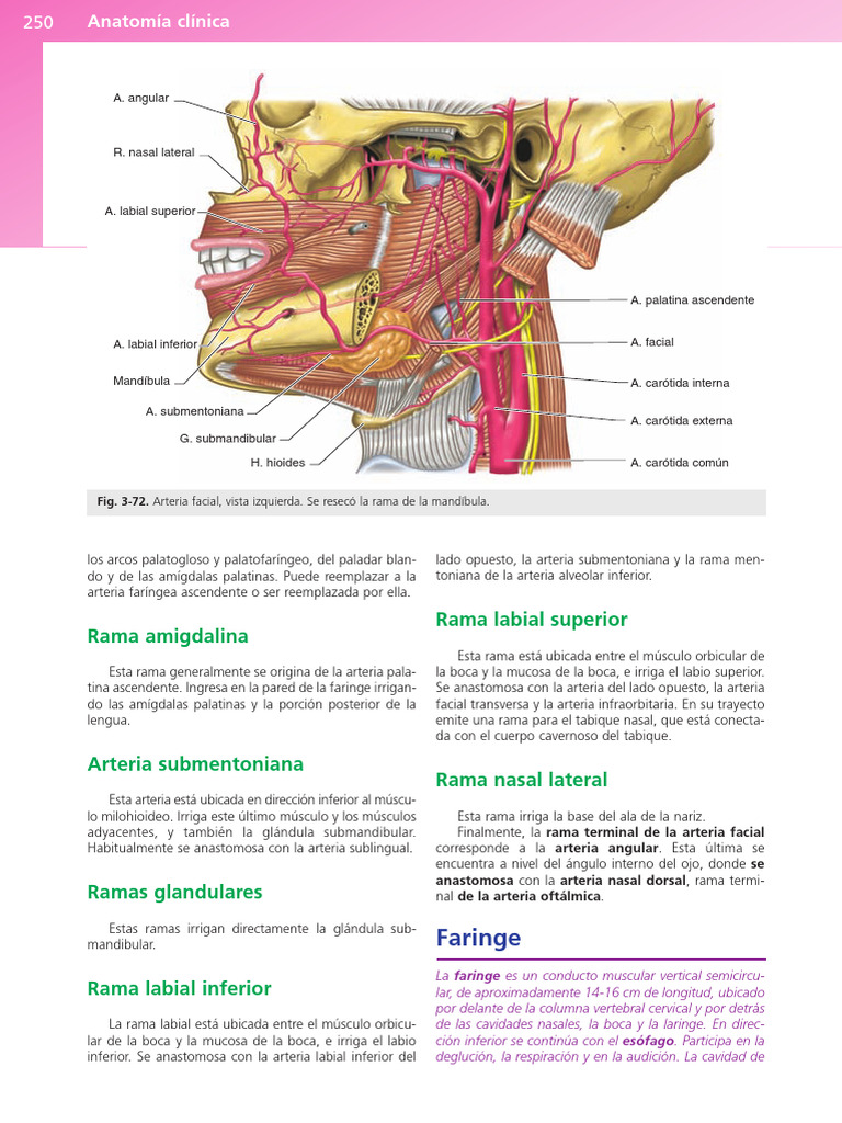 musculos de la faringe | PDF | Anatomía humana | Cabeza y cuello humanos