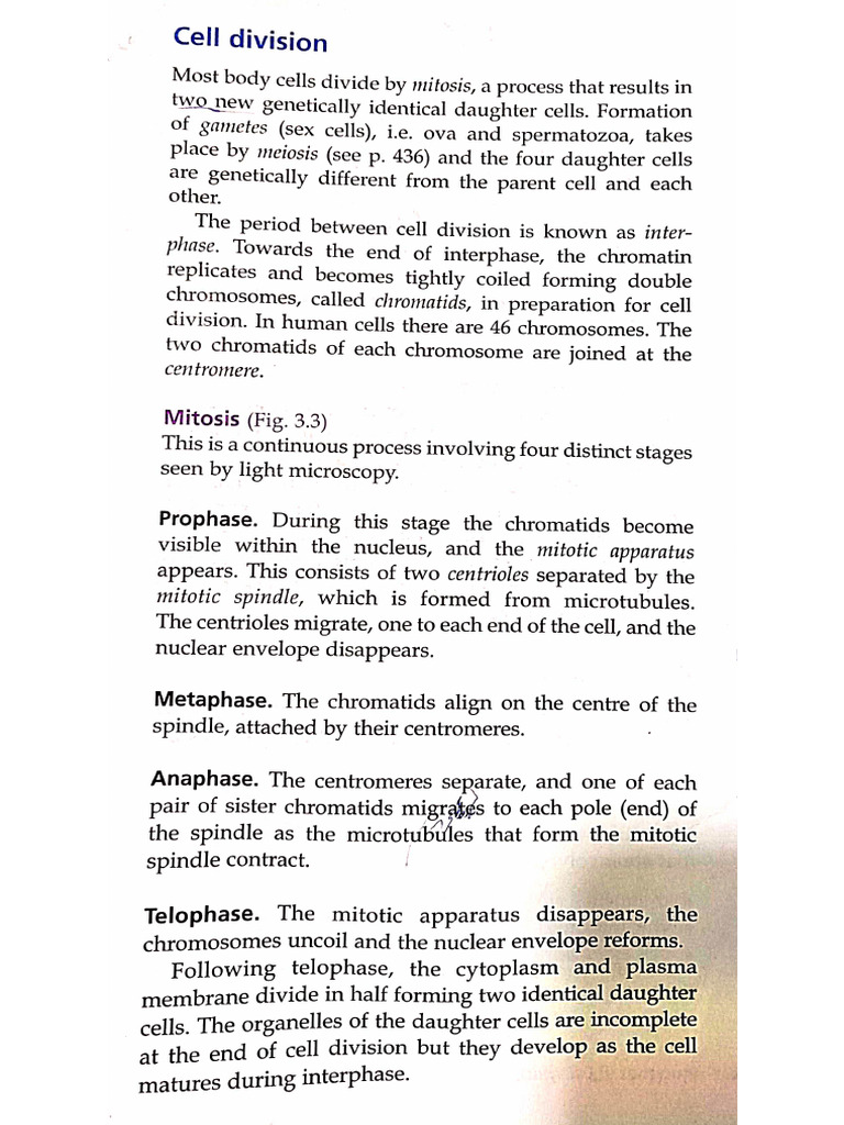 Cell Division | PDF
