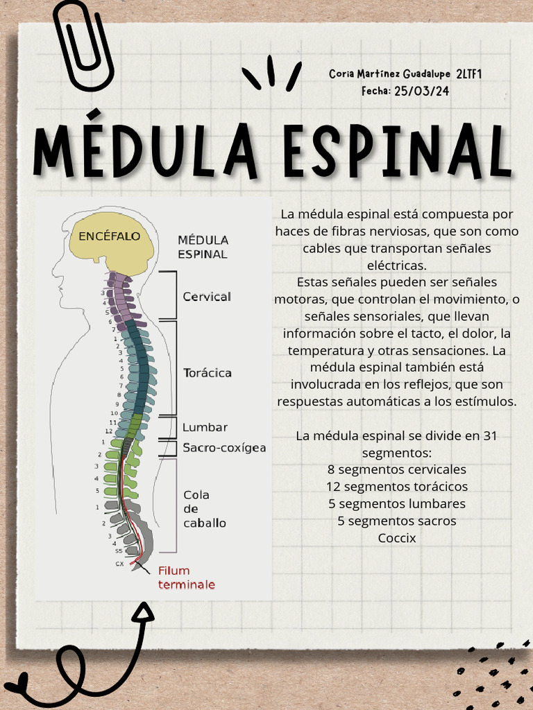 Medula Espinal | PDF