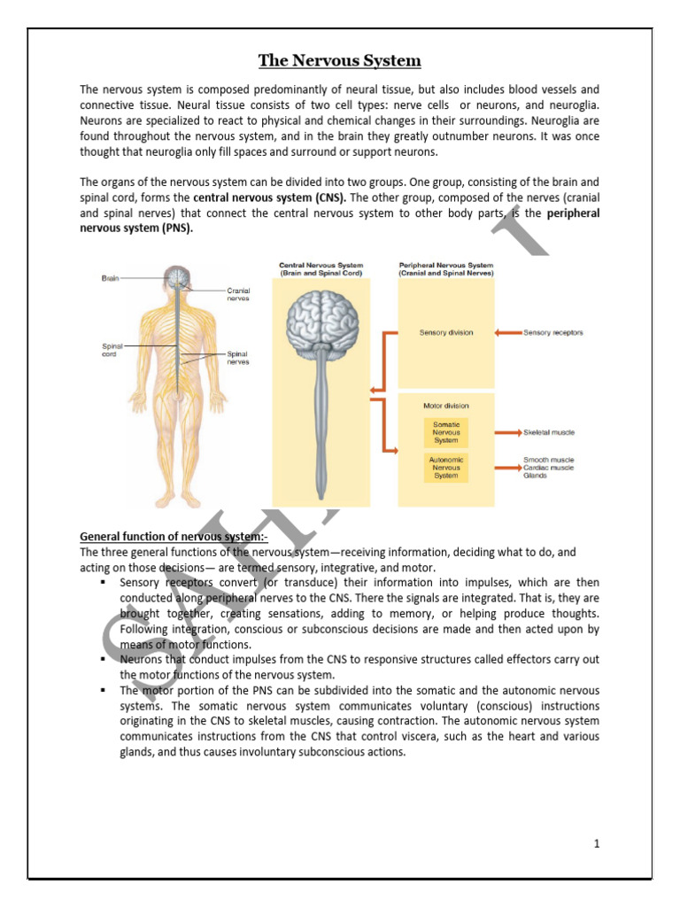 The Nervous System | Download Free PDF | Nervous System | Central Nervous System