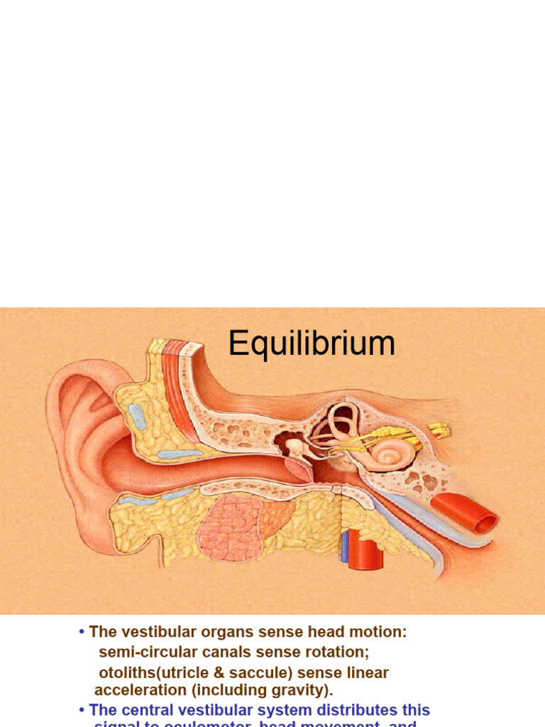 Vestibular system Balance | Download Free PDF | Vestibular System | Vertigo