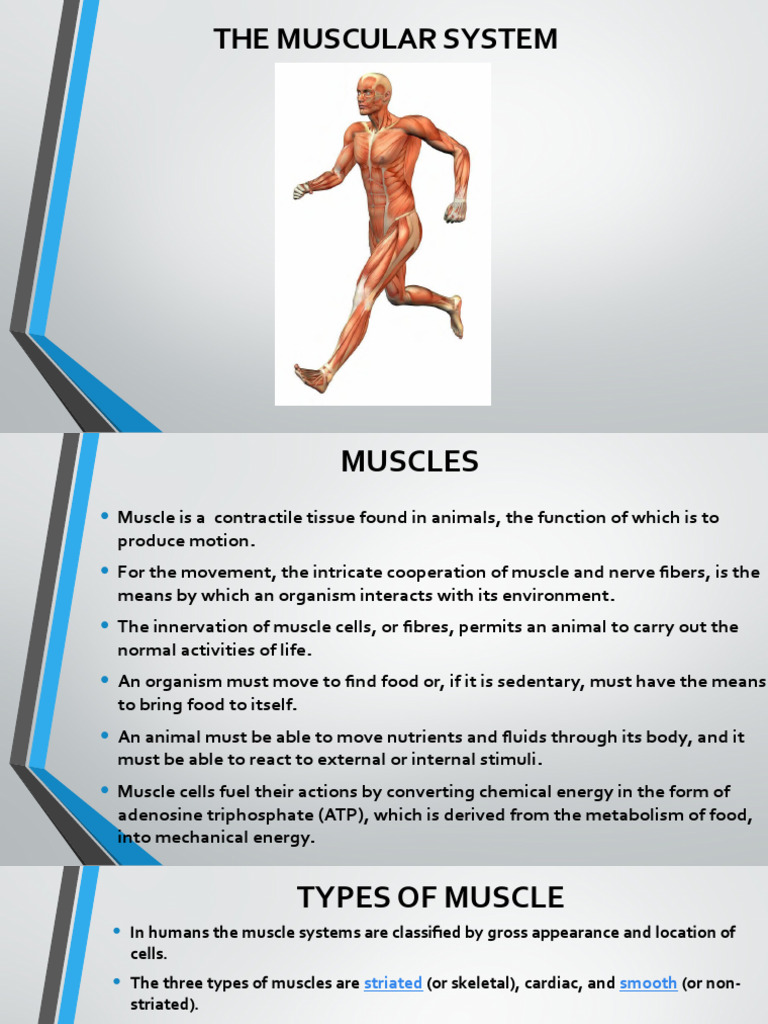 Muscles | PDF | Muscle | Skeletal Muscle